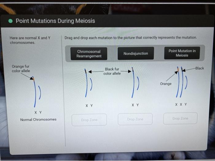 Solved Point Mutations During Meiosis Here are normal X and | Chegg.com