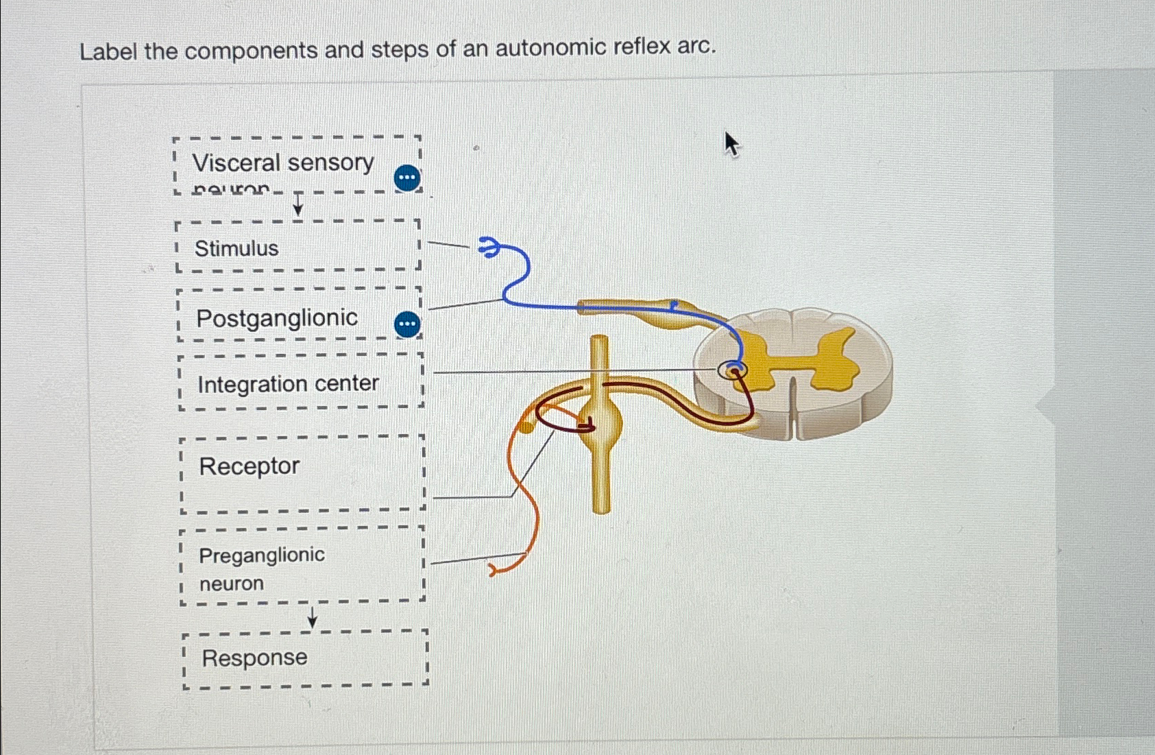 Solved Label the components and steps of an autonomic reflex | Chegg.com