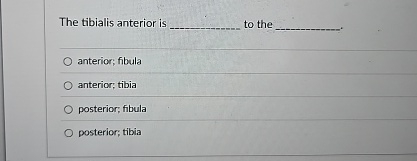 [Solved]: The tibialis anterior is q, to the anterior; fib