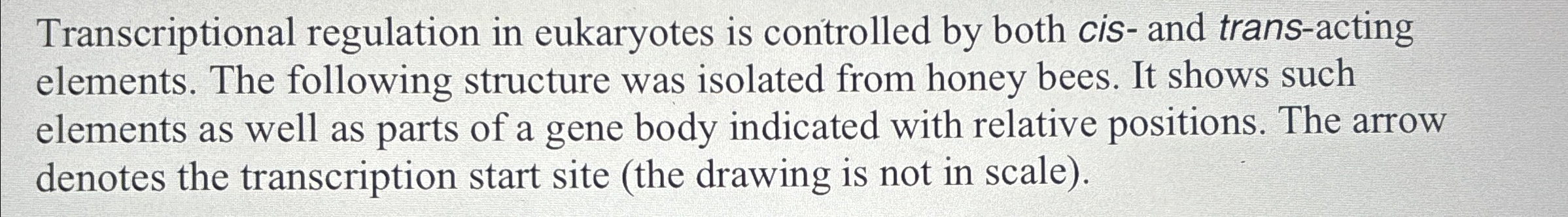 Solved Transcriptional regulation in eukaryotes is | Chegg.com