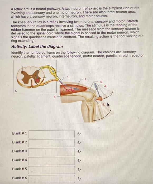 Solved A reflex arc is a neural pathway. A two-neuron reflex | Chegg.com