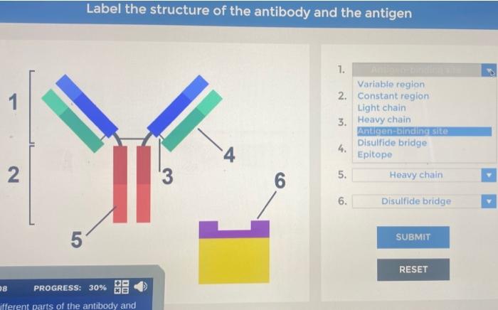 Solved Label the structure of the antibody and the antigen 1 | Chegg.com