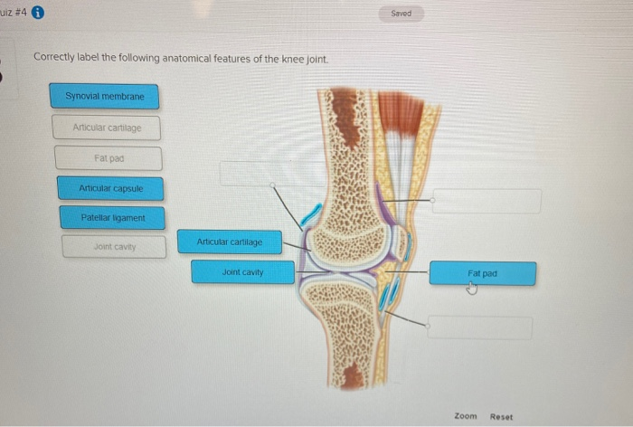 Solved uiz #4 Saved Correctly label the following anatomical | Chegg.com
