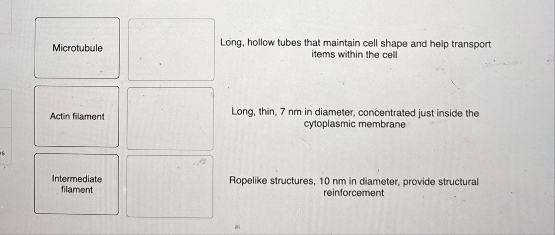 Solved MicrotubuleLong, hollow tubes that maintain cell | Chegg.com