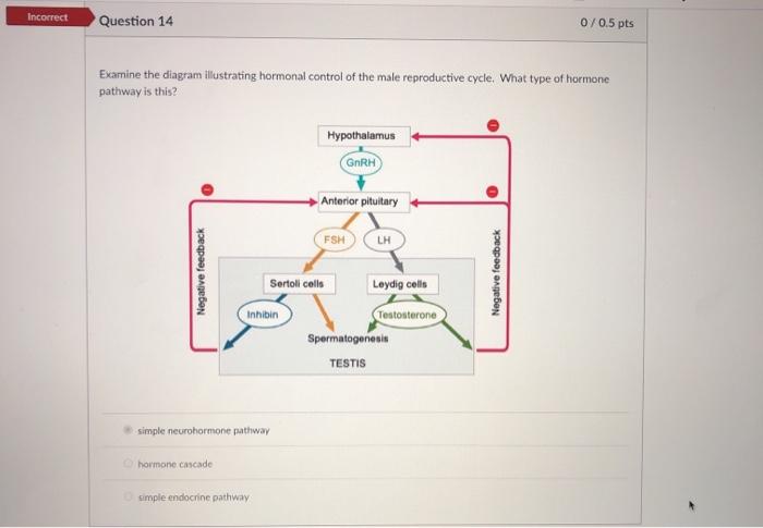 Solved Incorrect Question 14 0/0.5 pts Examine the diagram | Chegg.com