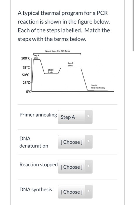 Solved A typical thermal program for a PCR reaction is shown | Chegg.com