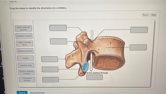 Solved rail Drag the labels to identify the structures on a | Chegg.com