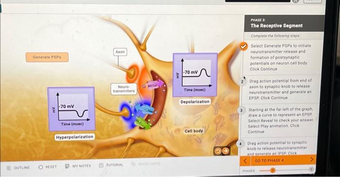 Solved PrAse 3: The Receptive Segment Compleve the following | Chegg.com