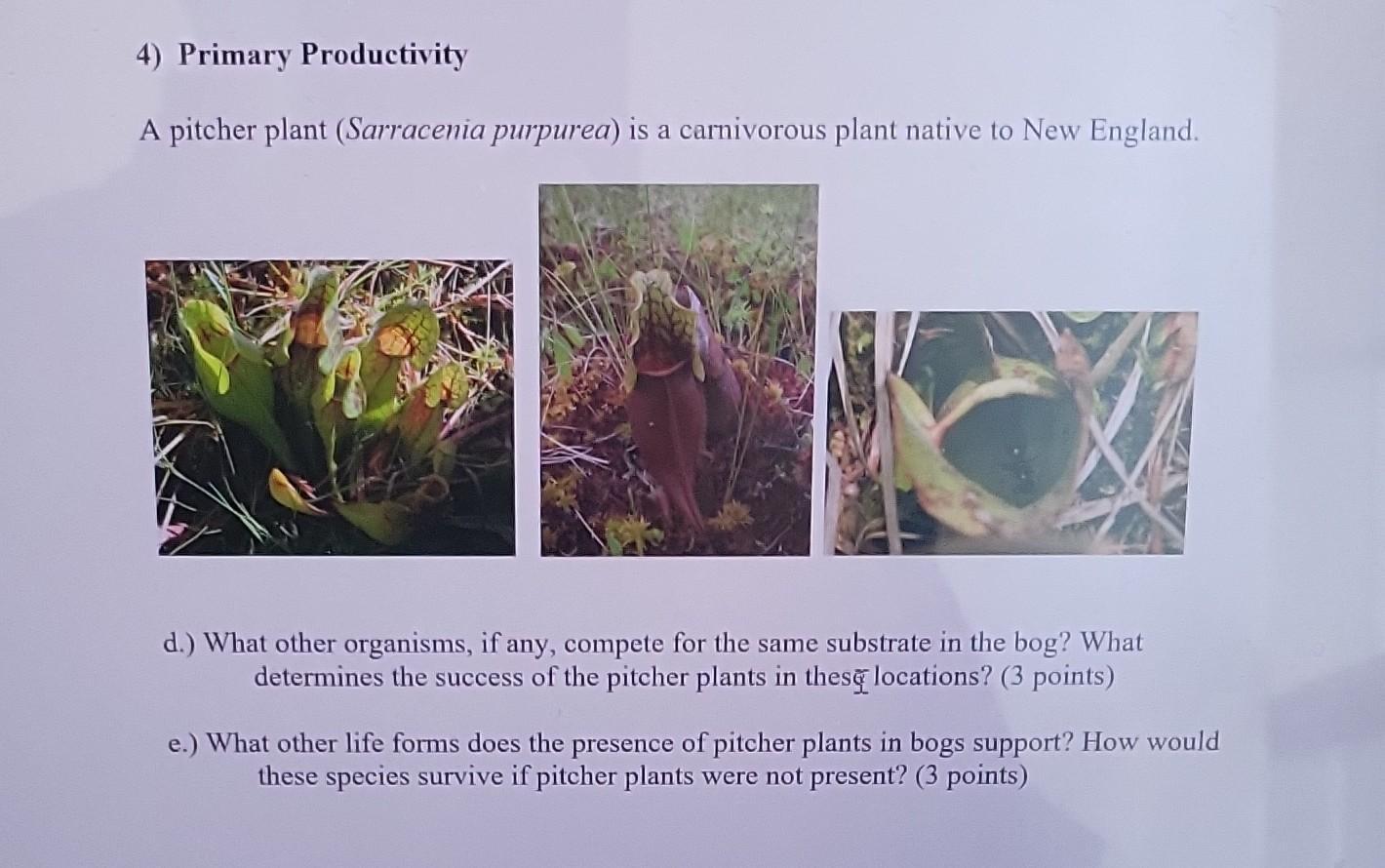 Solved 4) Primary Productivity A pitcher plant (Sarracenia | Chegg.com