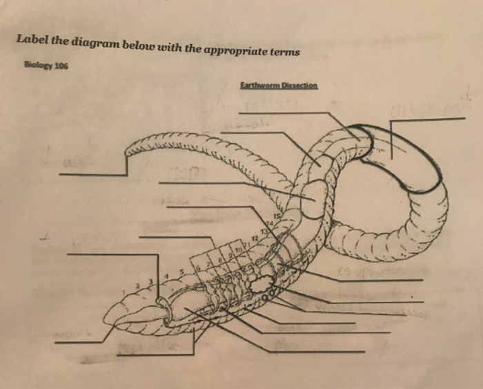 Solved Earthworm Dissection Obtain A Preserved Sample And Chegg