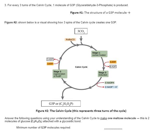 Solved 3. For every 3 turns of the Calvin Cycle, 1 molecule | Chegg.com