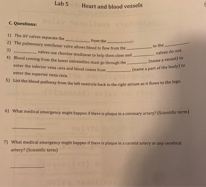 Solved Lab 5 Heart and blood vessel C. Questions: - valves | Chegg.com