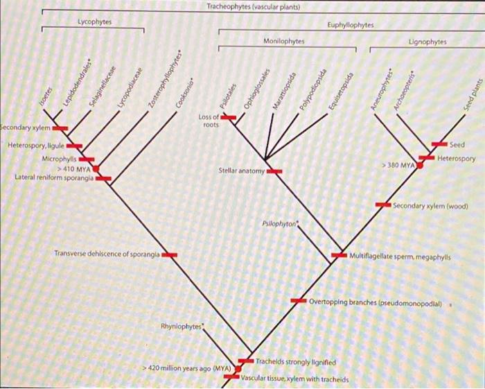 Solved a) How many times did the secondary xylem evolve?b) | Chegg.com