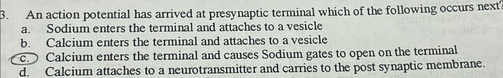 Solved An action potential has arrived at presynaptic | Chegg.com