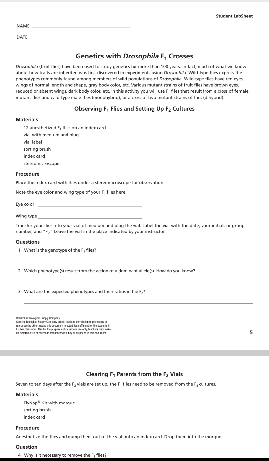 Solved Genetics with Drosophila F1 Crosses Drosophila (fruit | Chegg.com