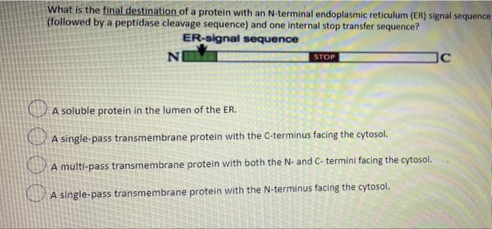 Solved What is the final destination of a protein with an | Chegg.com