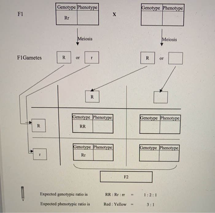 Solved Genotype Phenotype Genotype Phenotype F1 х Rr Meiosis | Chegg.com