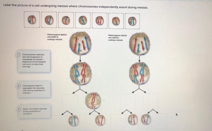 Label the picture of a cell undergoing meiosis where | Chegg.com