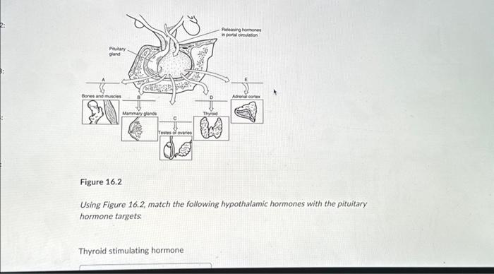 Solved 2: Pituitary gland Bones and muscles Figure 16.2 B | Chegg.com