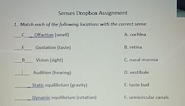 Solved Senses Dropbox AssignmentMatch each of the following | Chegg.com