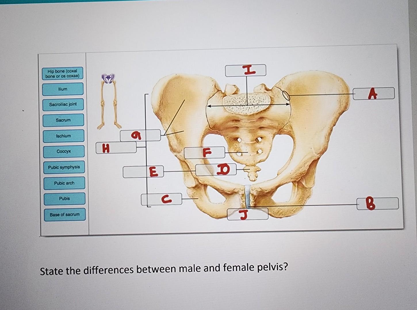 Solved Identify the arrow marked structures and answer the | Chegg.com