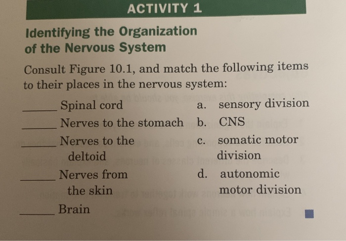 Solved ACTIVITY 1 Identifying the Organization of the | Chegg.com