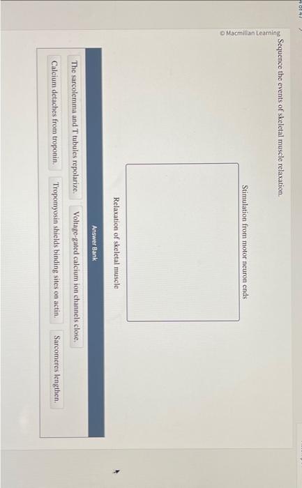 Solved Sequence the events of skeletal muscle relaxation. | Chegg.com