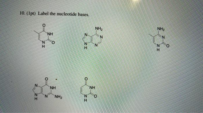 Solved 10. (1pt) Label the nucleotide bases. NH2 NH2 NH N N | Chegg.com