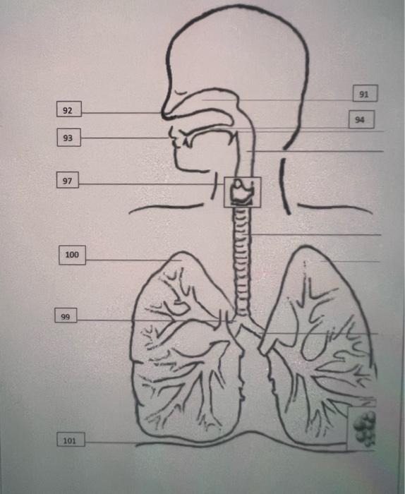 Solved Label please | Chegg.com