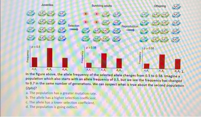 Solved In the figure above, the allele frequency of the | Chegg.com