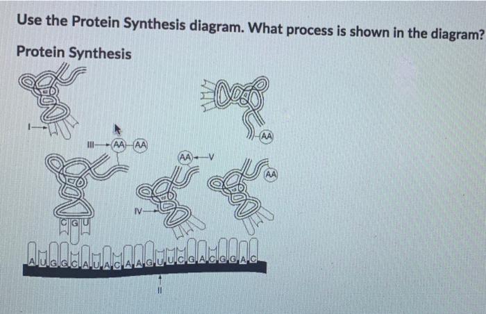 Solved Use the Protein Synthesis diagram. What process is | Chegg.com