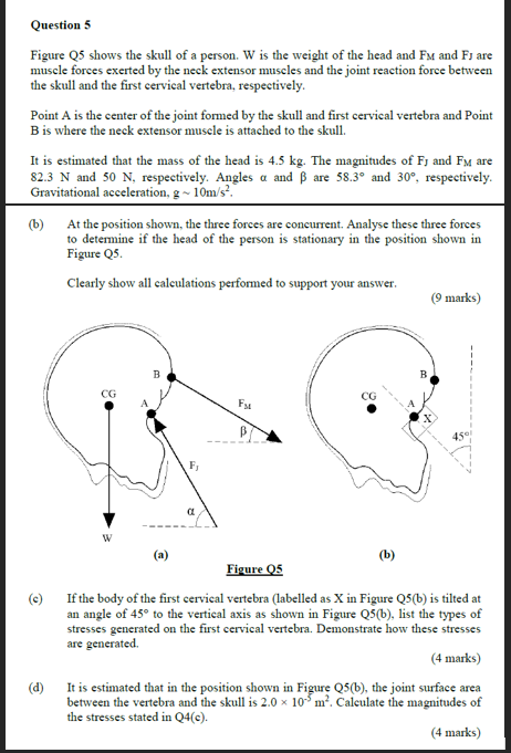 Solved Question 5 ﻿Figure Q5 ﻿shows the skull of a person. W | Chegg.com