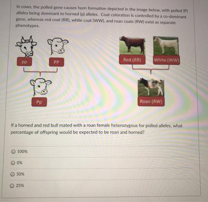 Solved In cows, the polled gene causes horn formation | Chegg.com