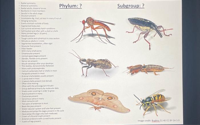 Solved Invertebrate Animals Diversity Lab ∴ Objectives - | Chegg.com