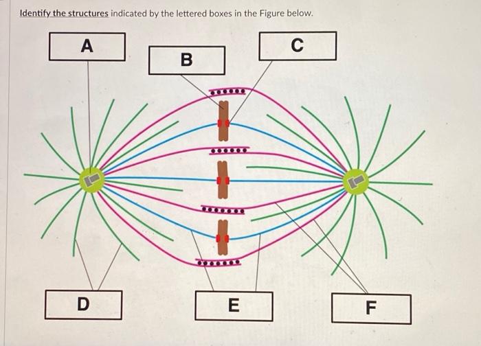 Solved Identify the structures indicated by the lettered | Chegg.com