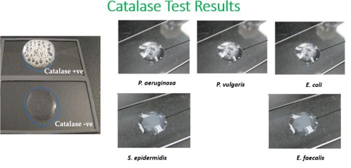 Solved Recording results: record you results in the | Chegg.com