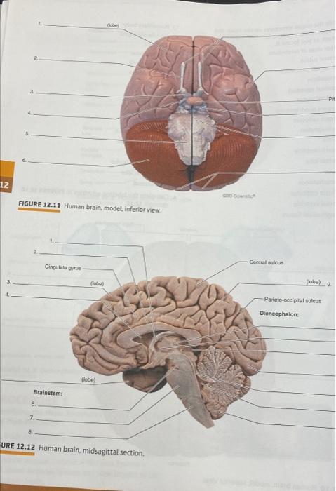 Solved FIGURE 12.11 Human brain, model, inferior view, me | Chegg.com