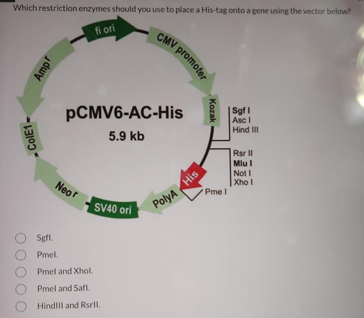Solved Which restriction enzymes should you use to place a | Chegg.com