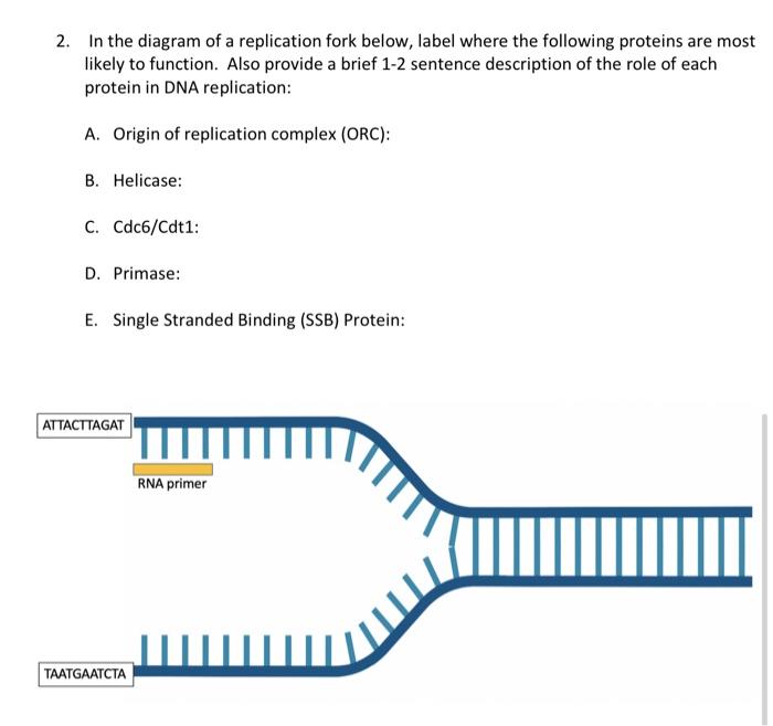 Solved 2. In the diagram of a replication fork below, label | Chegg.com