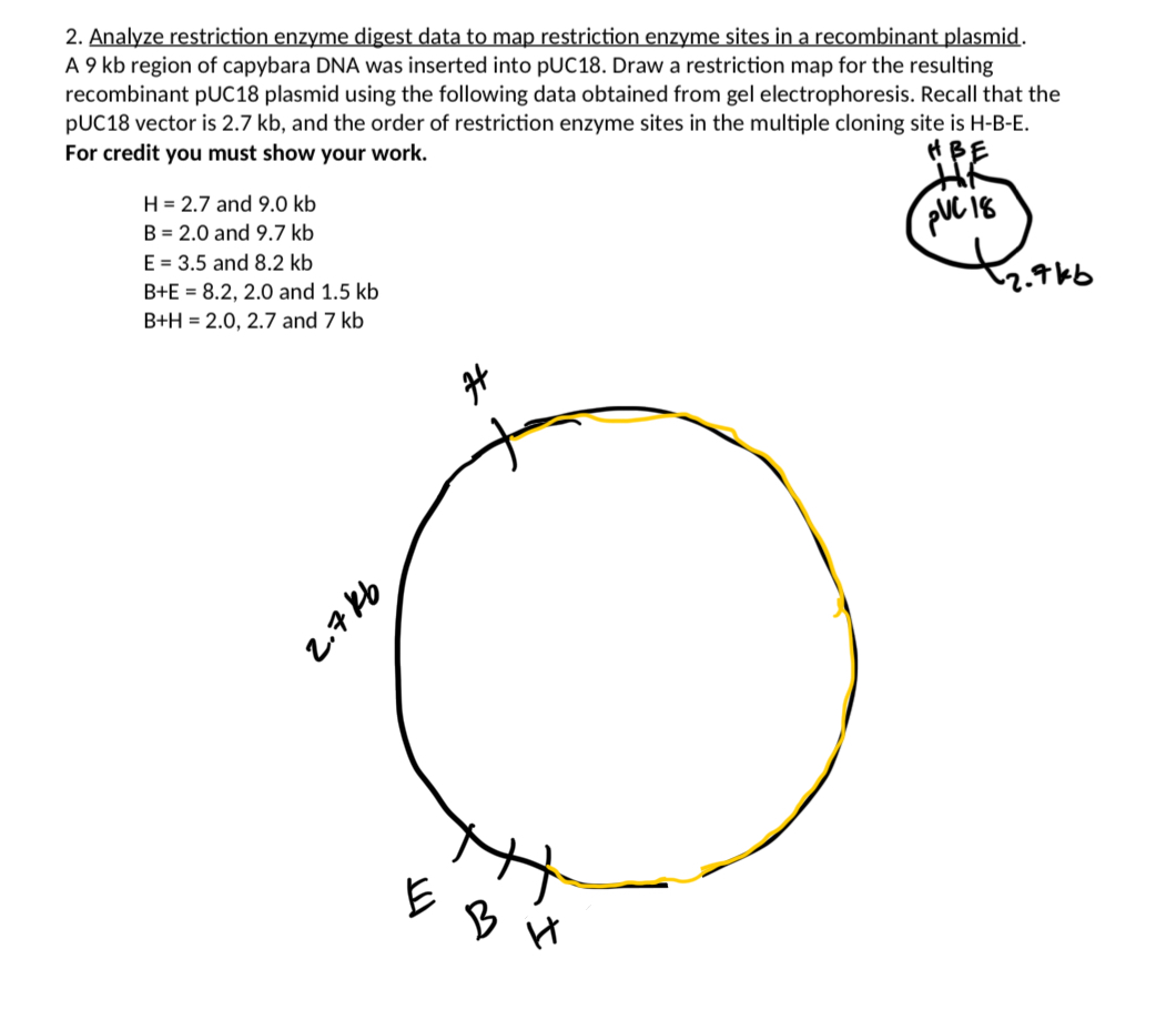 Solved Analyze restriction enzyme digest data to map | Chegg.com