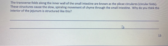 Solved The transverse folds along the inner wall of the | Chegg.com