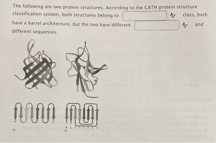 Solved The following are two protein structures. According | Chegg.com