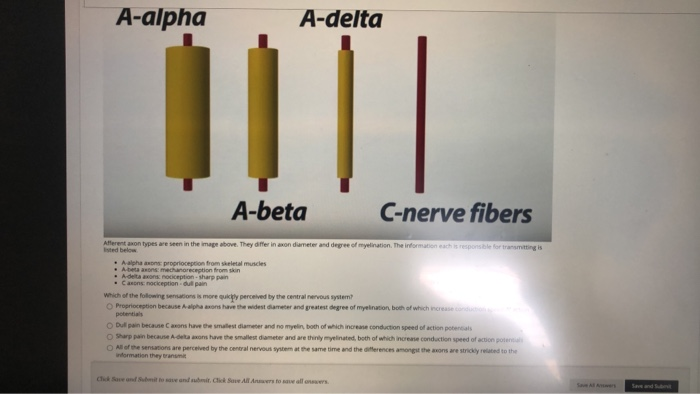 Solved A-alpha A-delta A-beta C-nerve fibers Afferent son | Chegg.com