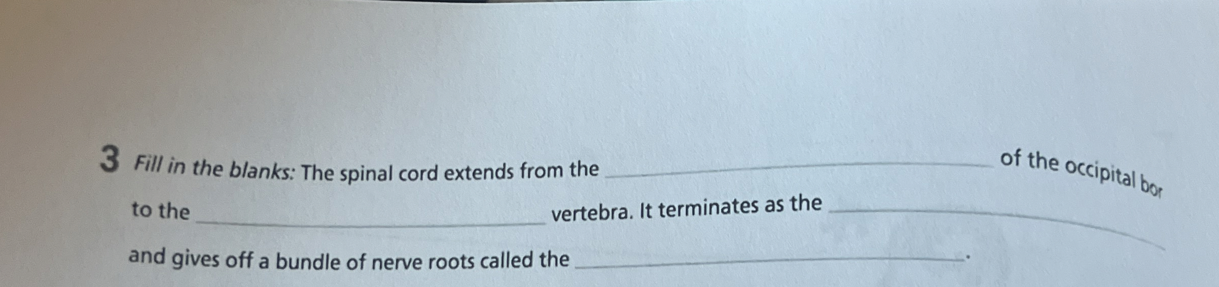 Solved 3 ﻿Fill in the blanks: The spinal cord extends from | Chegg.com