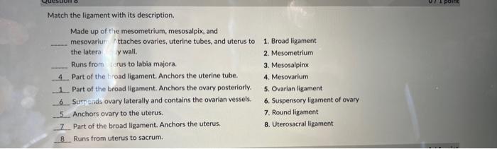 Solved Match the ligament with its description. Made up of | Chegg.com