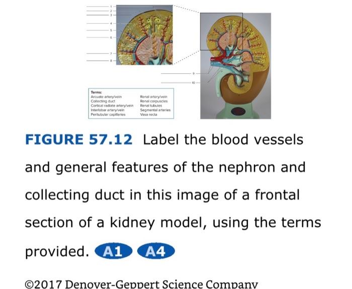 FIGURE 57.12 Label the blood vessels and general | Chegg.com