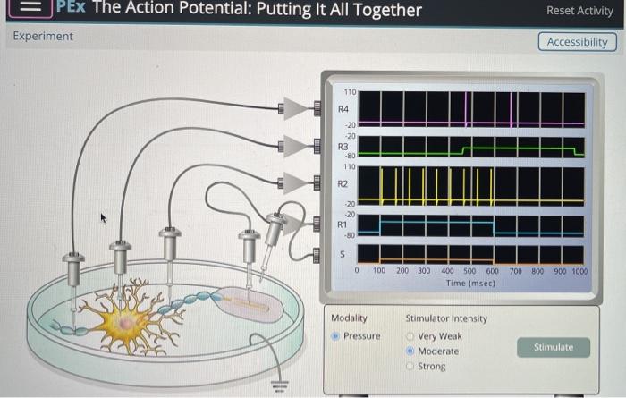 Solved Reset Activity PEx The Action Potential: Putting It | Chegg.com