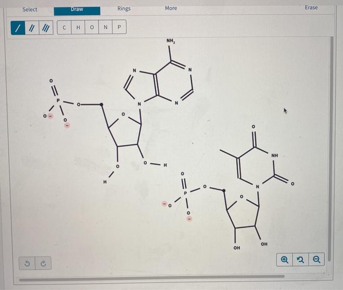 Solved The nucleotides adenosine-5'-monophosphate (A) and | Chegg.com