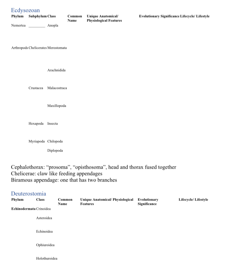 Solved EcdysozoanPhylum Subphylum | Chegg.com