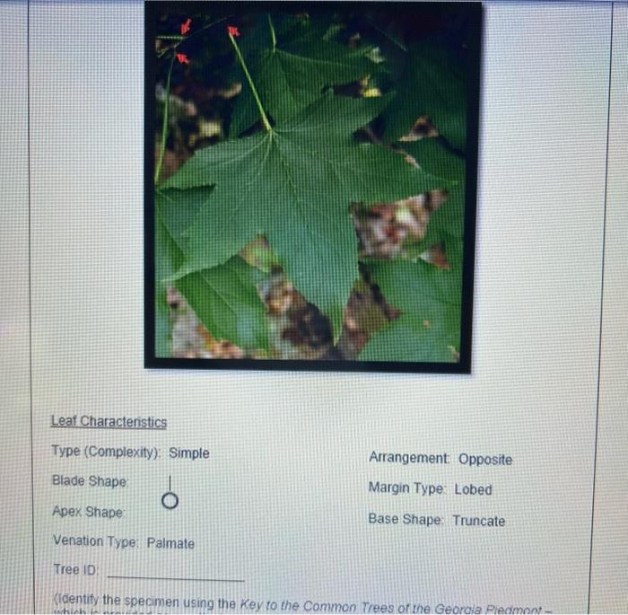 Leaf Charactenstics Type (Complexity): Simple Blade | Chegg.com